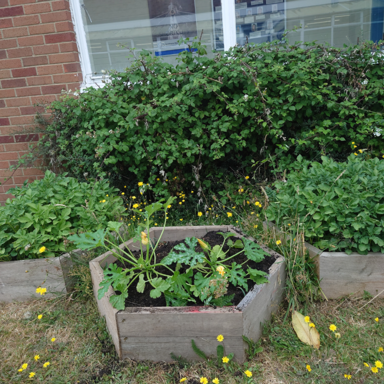 School Grounds - Eco Schools