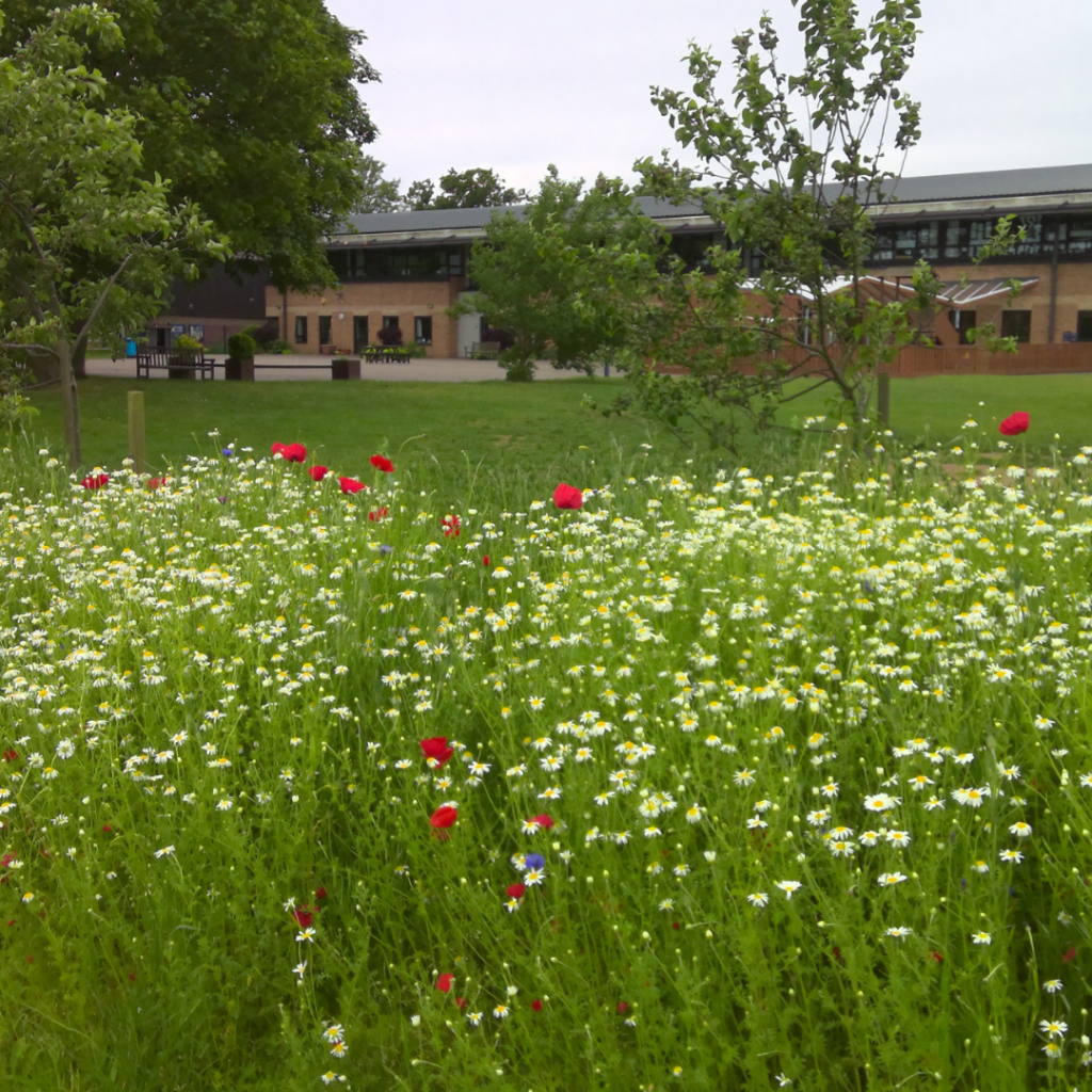 School Grounds - Eco Schools